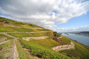 Stadtführung Wein am Rhein – Die Weintour mit Garage Winery ...